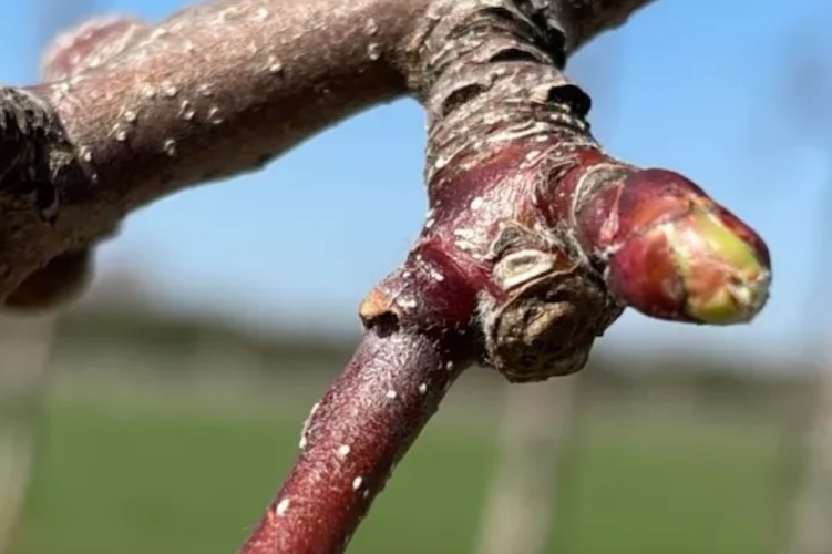 Bud Break Survey open to Ontario apple growers | The Grower